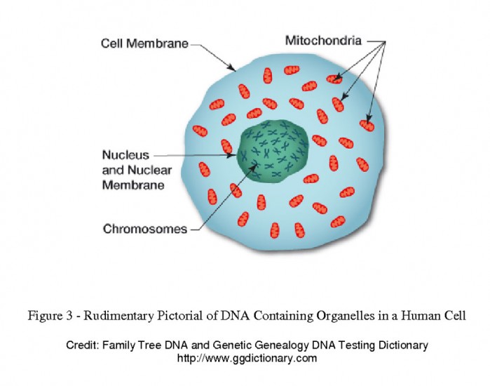 Genetic Genealogy and DNA – Donnachaidh DNA Project